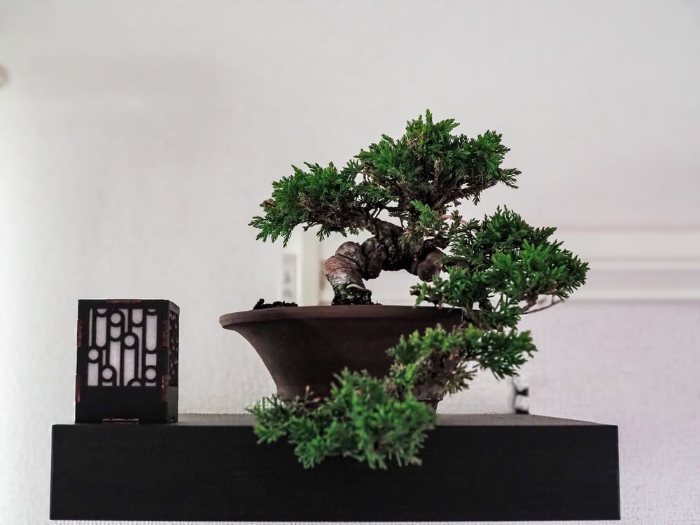 Gaming Desk Setup with Bonsai