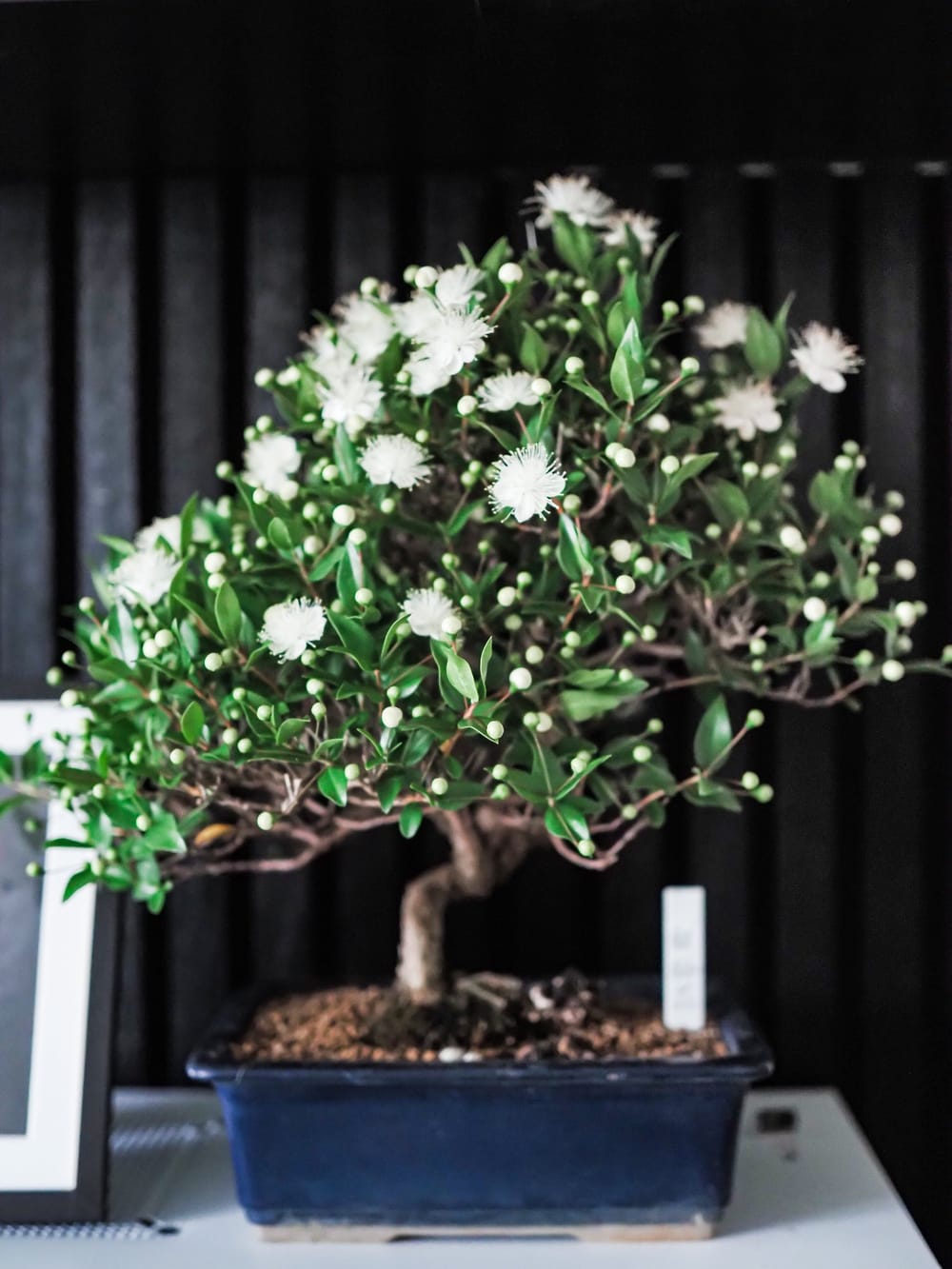 Gaming Desk Setup with Bonsai