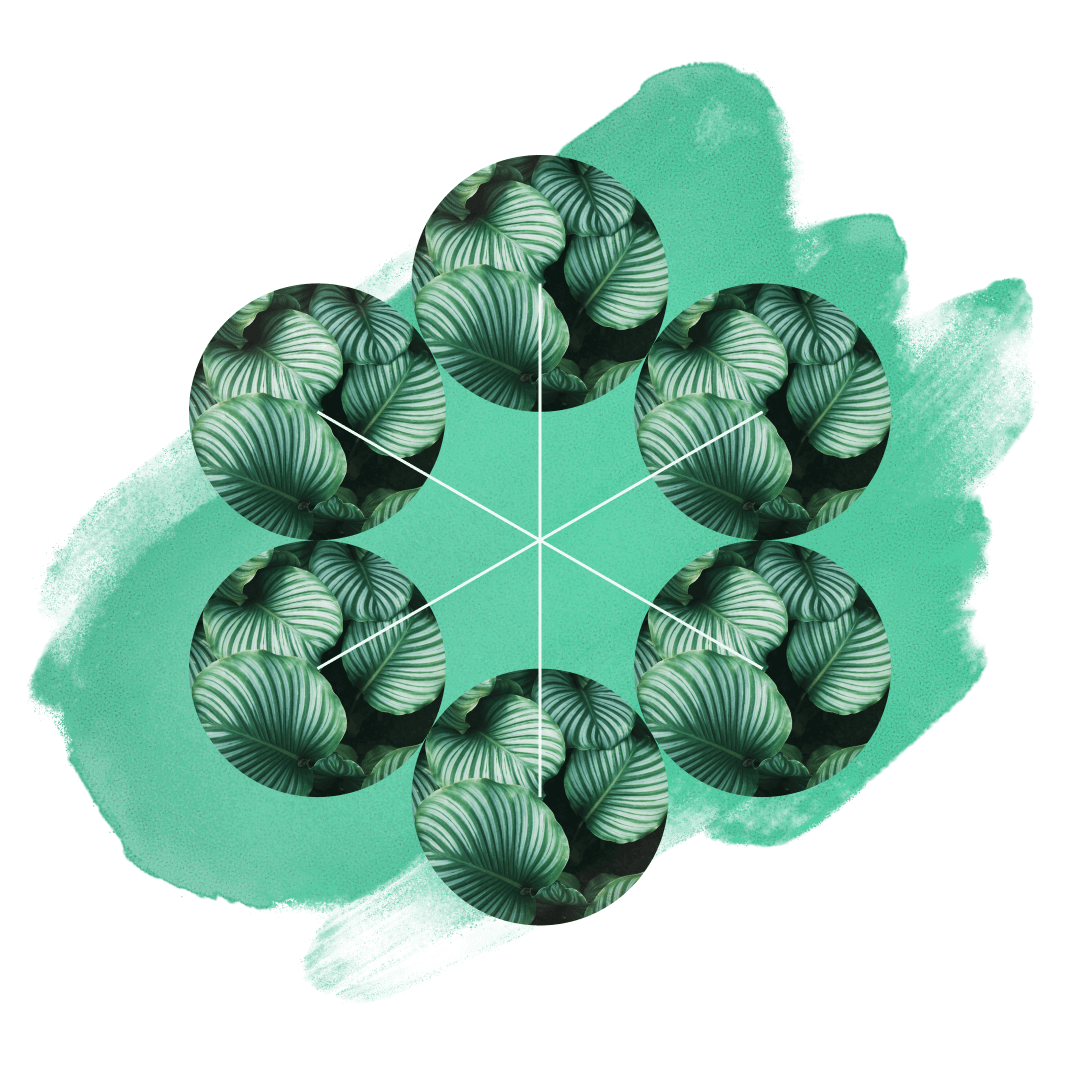 18 Unkillable Plants for a Home Office with No Windows